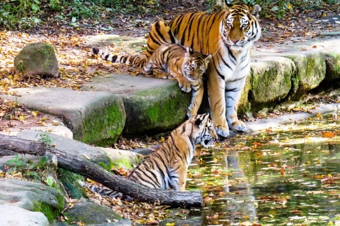 17 tipů, co vidět v Norimberku: Památky, zoo i delfinárium