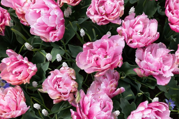 Keukenhof: Kam na tulipány v Holandsku v roku 2025