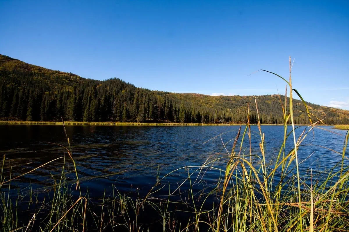 Denali National Park, Aljaška: kompletní průvodce 2026 - Loudavým krokem
