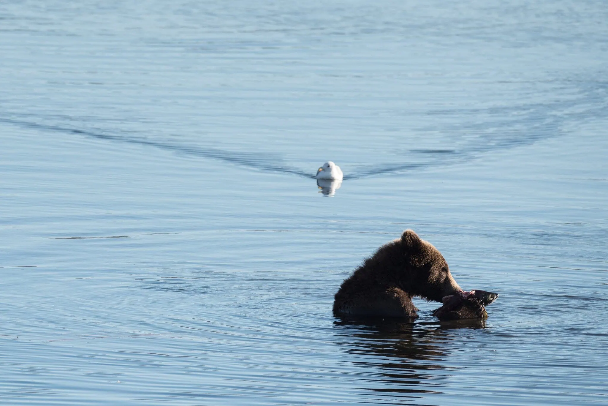 Katmai a Brooks Falls, Aljaška: ikonické bear viewing (Fat Bear Week ...
