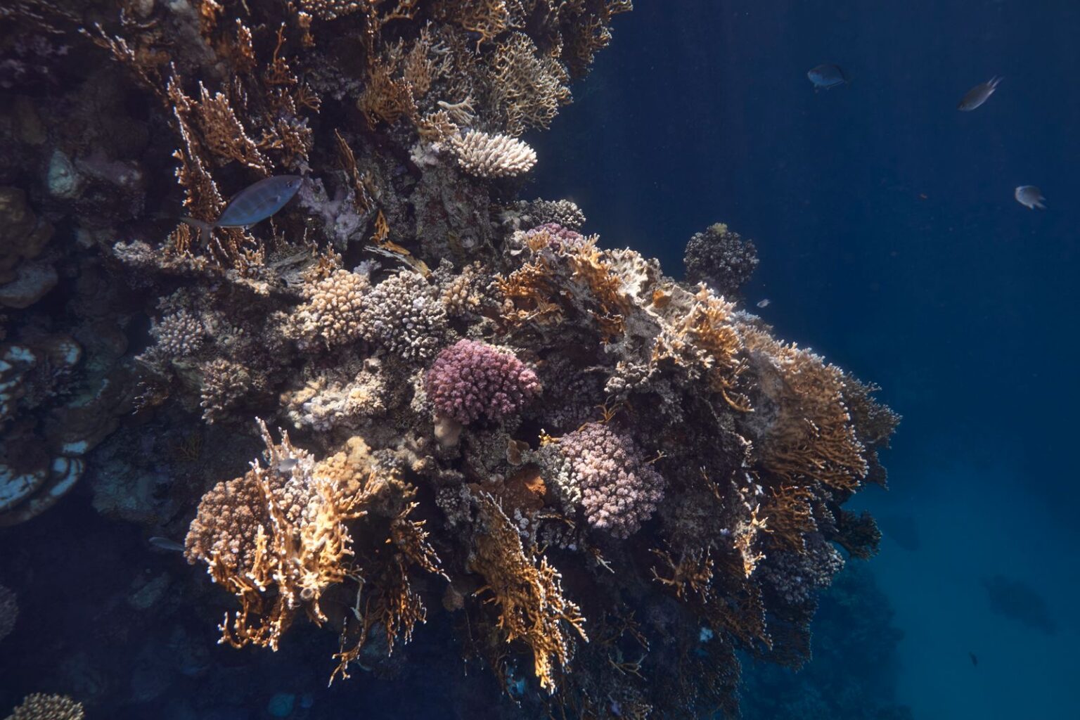 Marsa Alam, Egypt: 13 tipů, co vidět a dělat + pláže